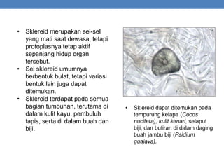 Materi biologi x bab 2 struktur dan fungsi tumbuhan | PPTX