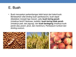 Materi biologi x bab 2 struktur dan fungsi tumbuhan | PPTX