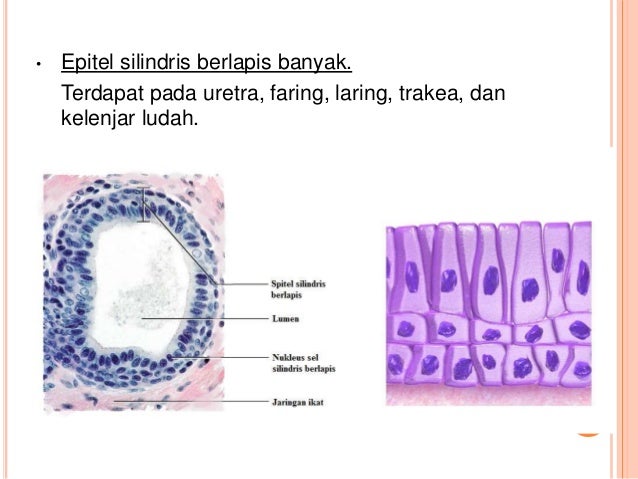 Materi biologi x ppt bab 3 fix
