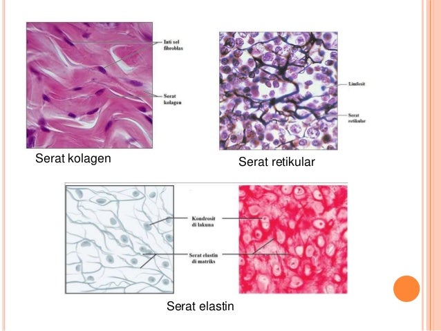 Jaringan Retikular - Perumperindo.co.id