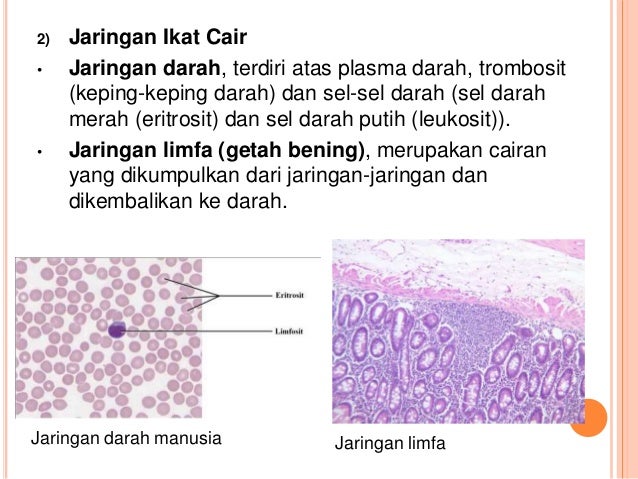 Materi biologi x ppt bab 3 fix