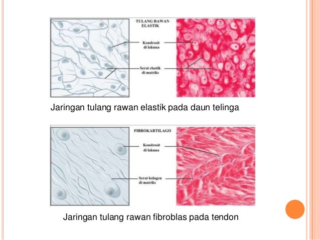 Materi biologi x ppt bab 3 fix