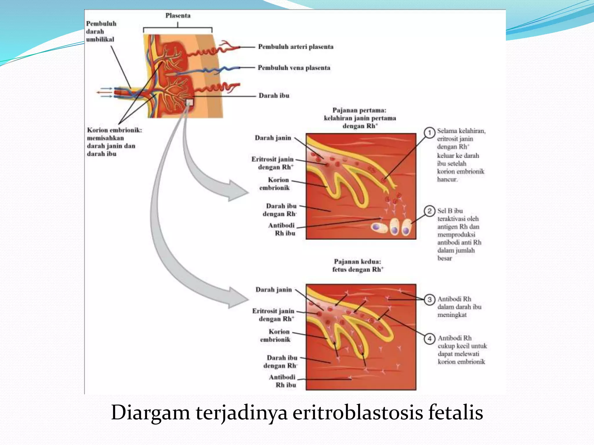 Materi biologi x ppt bab 5 fix | PPTX
