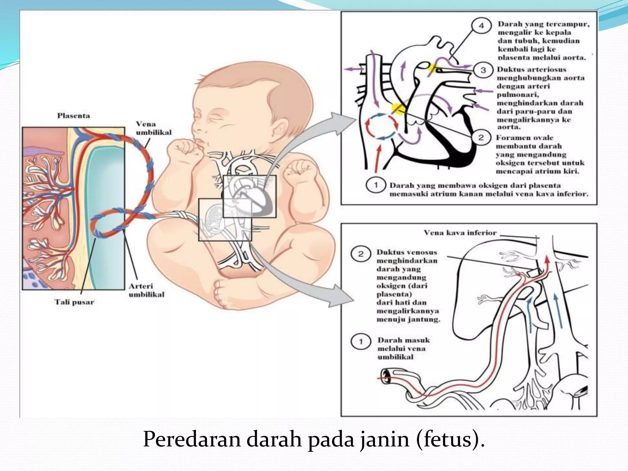 Materi biologi x ppt bab 5 fix | PPTX