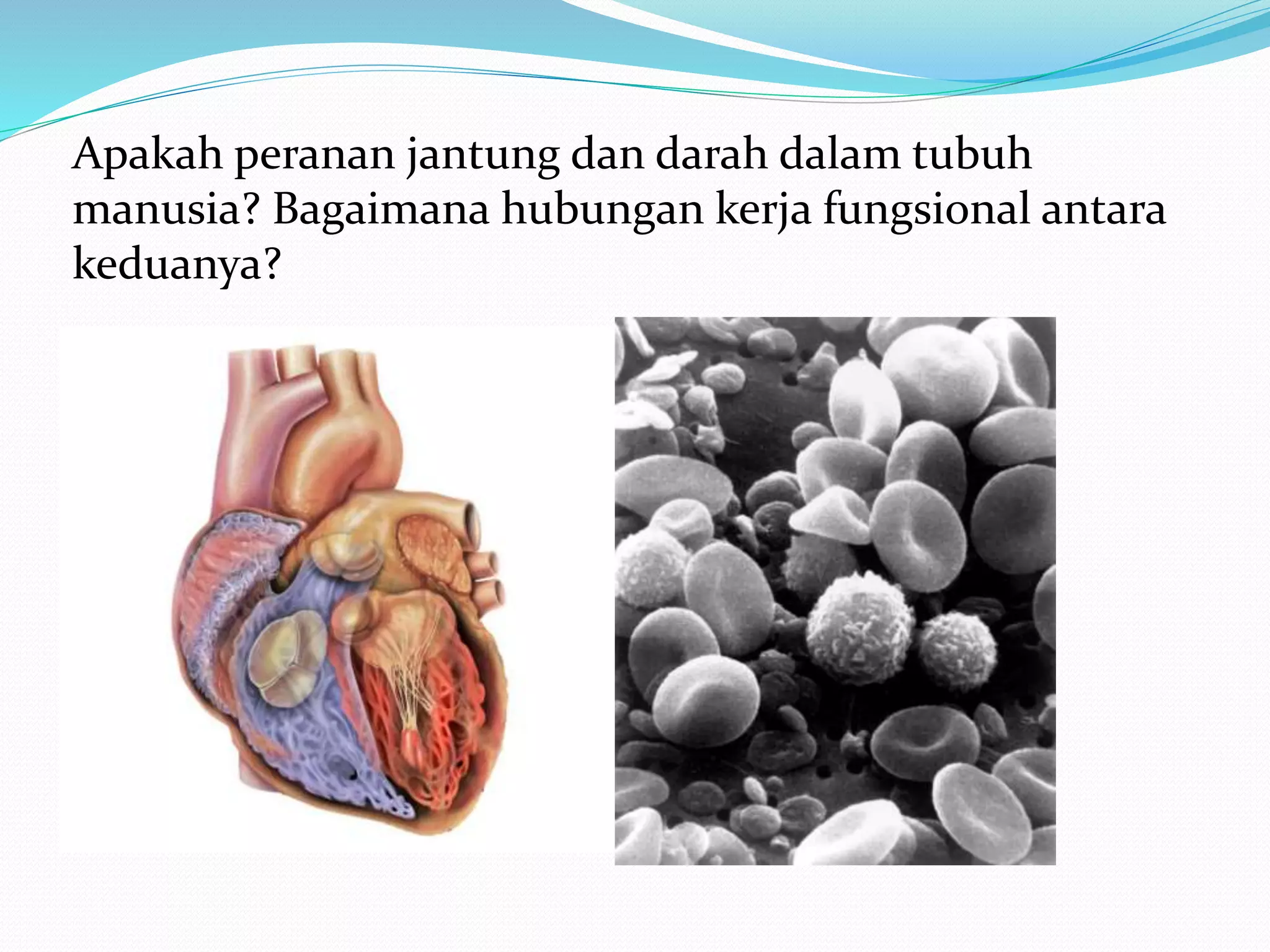 Materi biologi x ppt bab 5 fix | PPTX