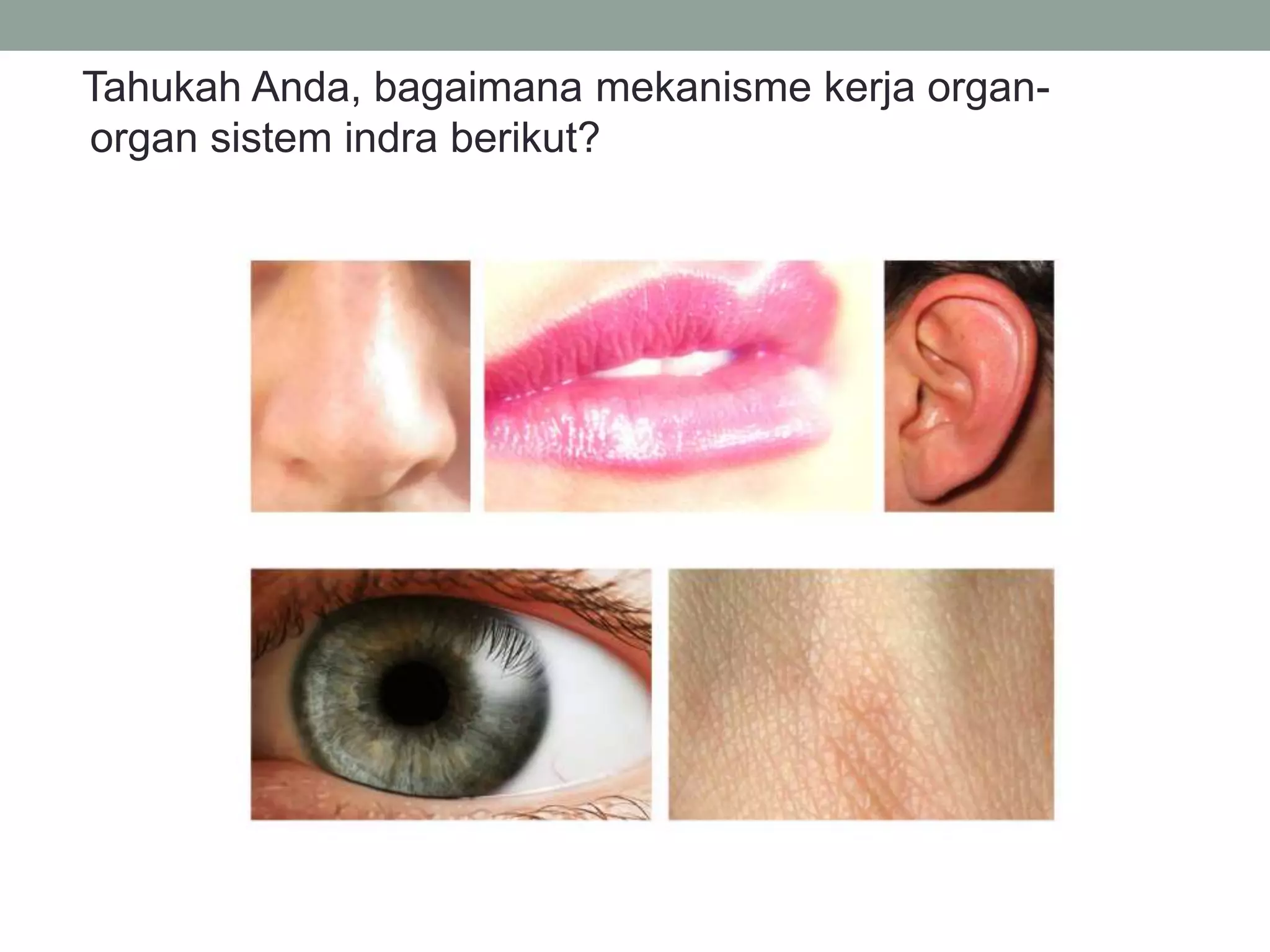 Materi biologi x ppt bab 9 fix | PPT