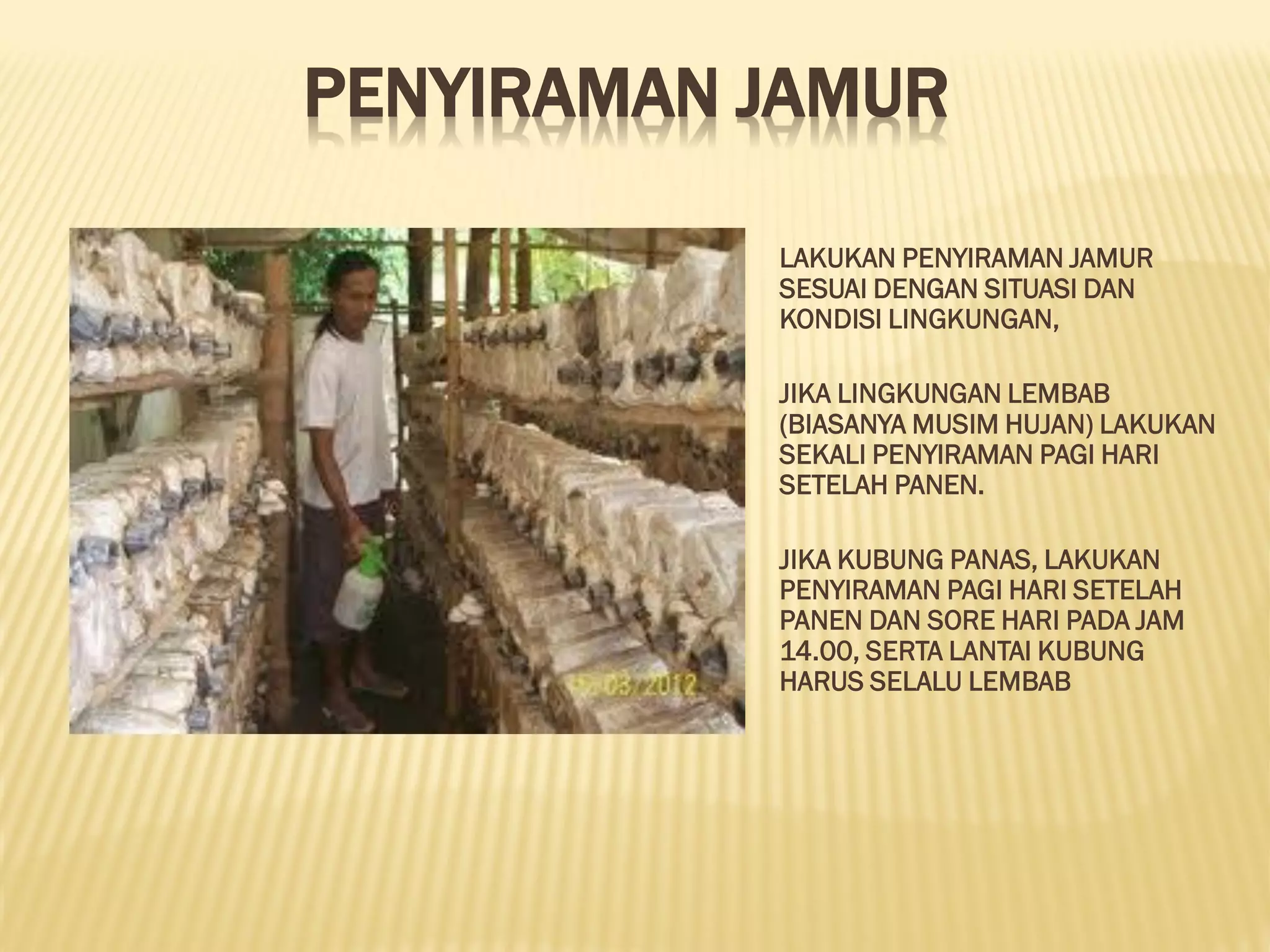 Materi budidaya dan olahan jamur tiram | PDF