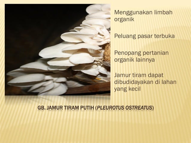 Materi budidaya dan olahan jamur tiram | PDF