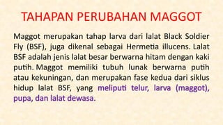 Materi BUDIDAYA MAGGOT skala rumah tangga | PPTX