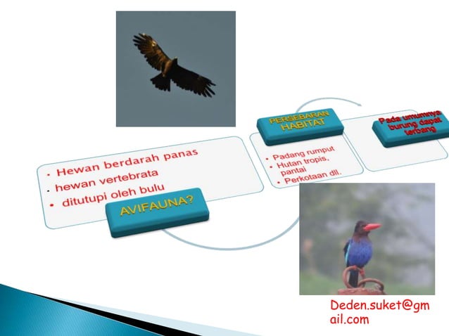 materi burung seminar 4 desember.pptx