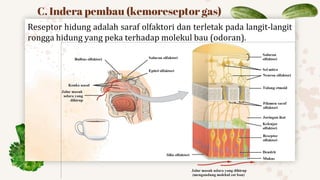 Materi dan LKPD Sistem indera.organ mata, telinga, hidung dan kulit.pdf