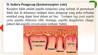 Materi dan LKPD Sistem indera.organ mata, telinga, hidung dan kulit.pdf