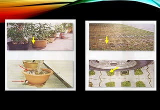 Materi DBD demam berdarah dengue di masyarakat | PPT