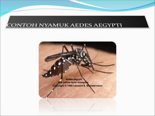 MATERI DEMAM BERDARAH DENGUE (DBD).ppt untuk mencegah penyerabaran DBD ...