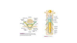 MATERI Nyeri post op di ruangan pemulihan.pptx