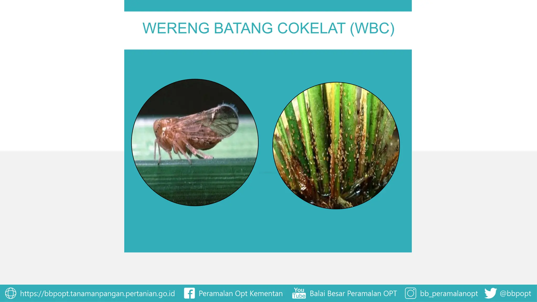 Materi E Learning OPT Padi, 23 Agustus 2022-2.pptx