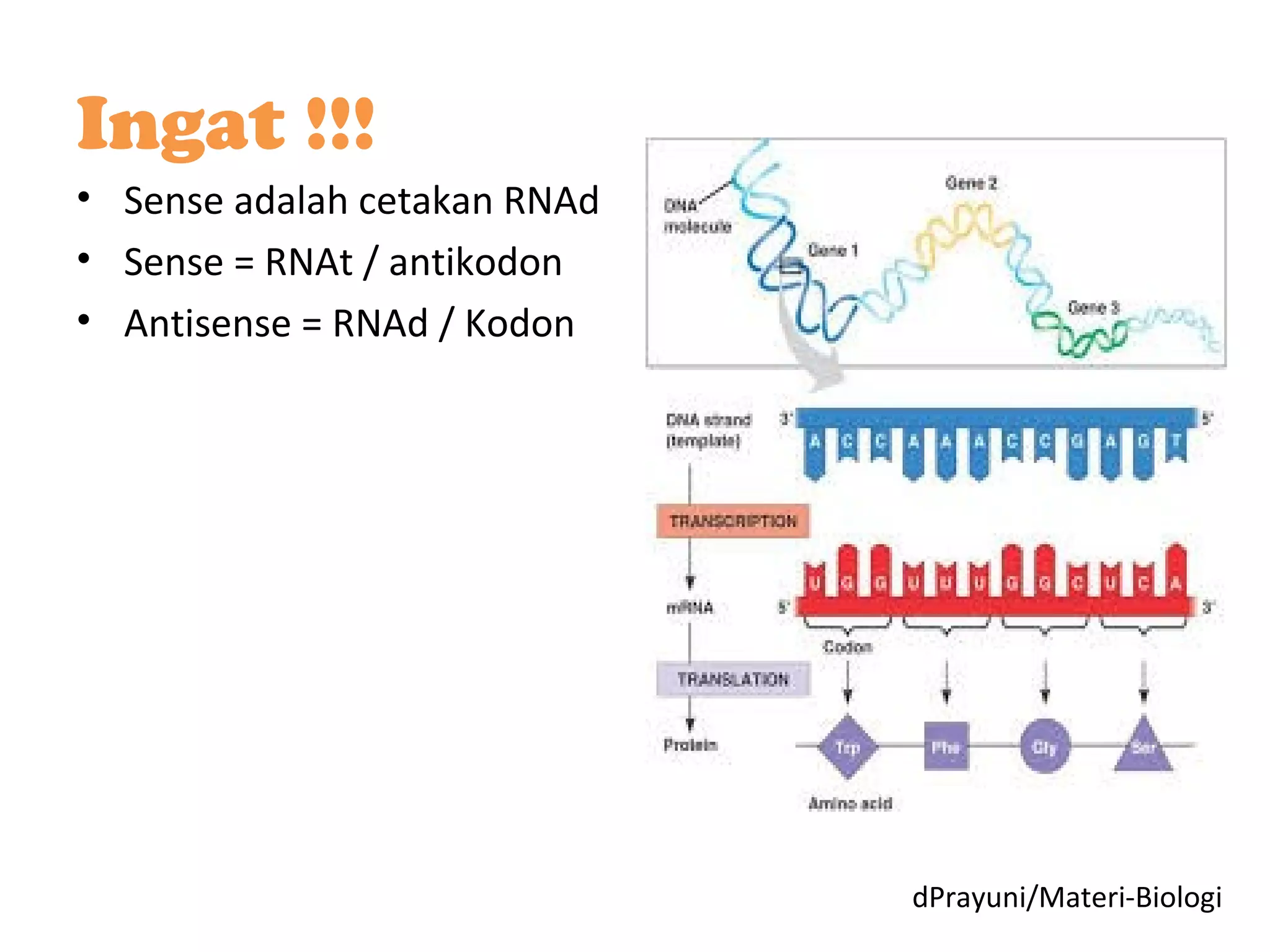 Materi genetik | PPT