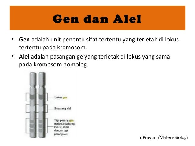 Materi genetik