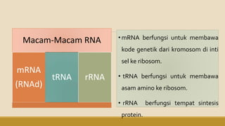 Materi genetik | PPTX