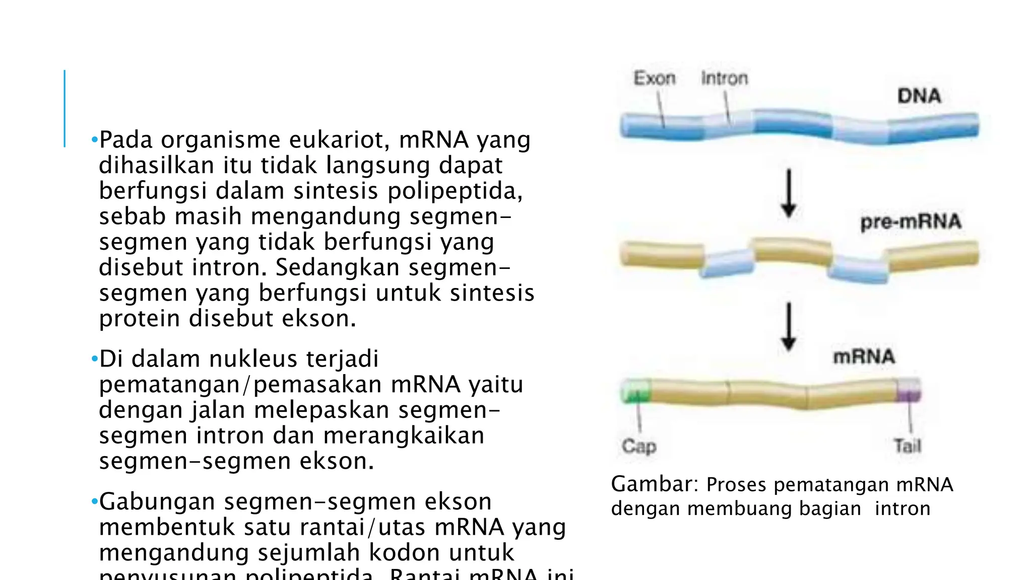 Materi Genetika BIOLOGI kelas 3 SMA.pptx