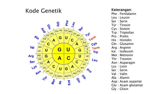 Materi Genetika BIOLOGI kelas 3 SMA.pptx