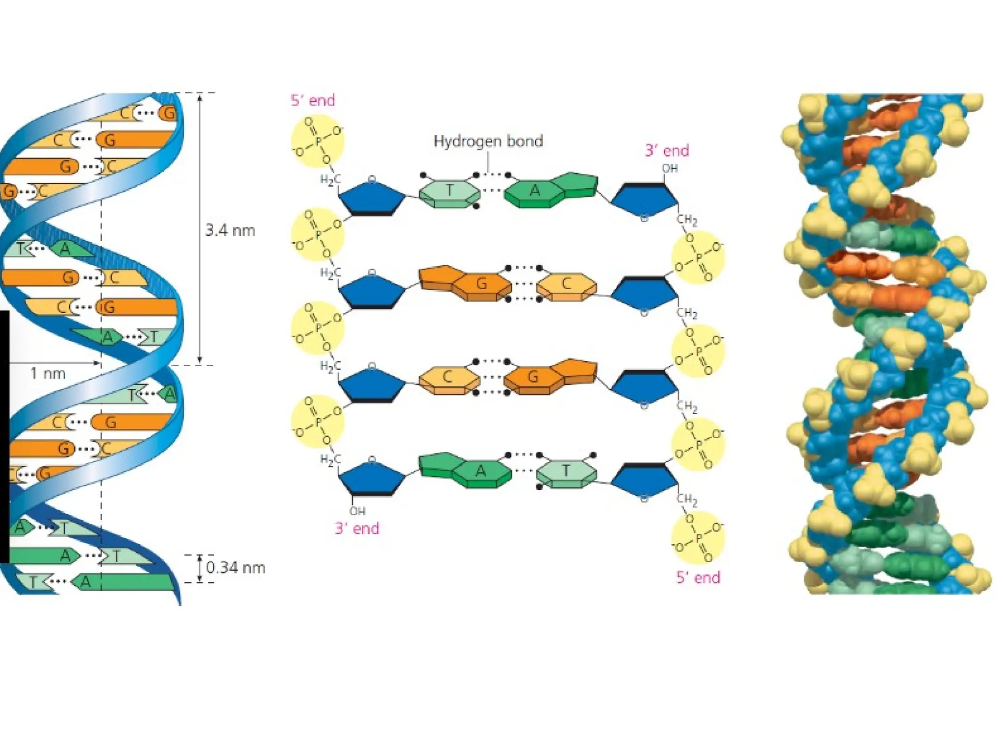 Materi Genetika Sel : DNA dan jenis jenis RNANA .ppt