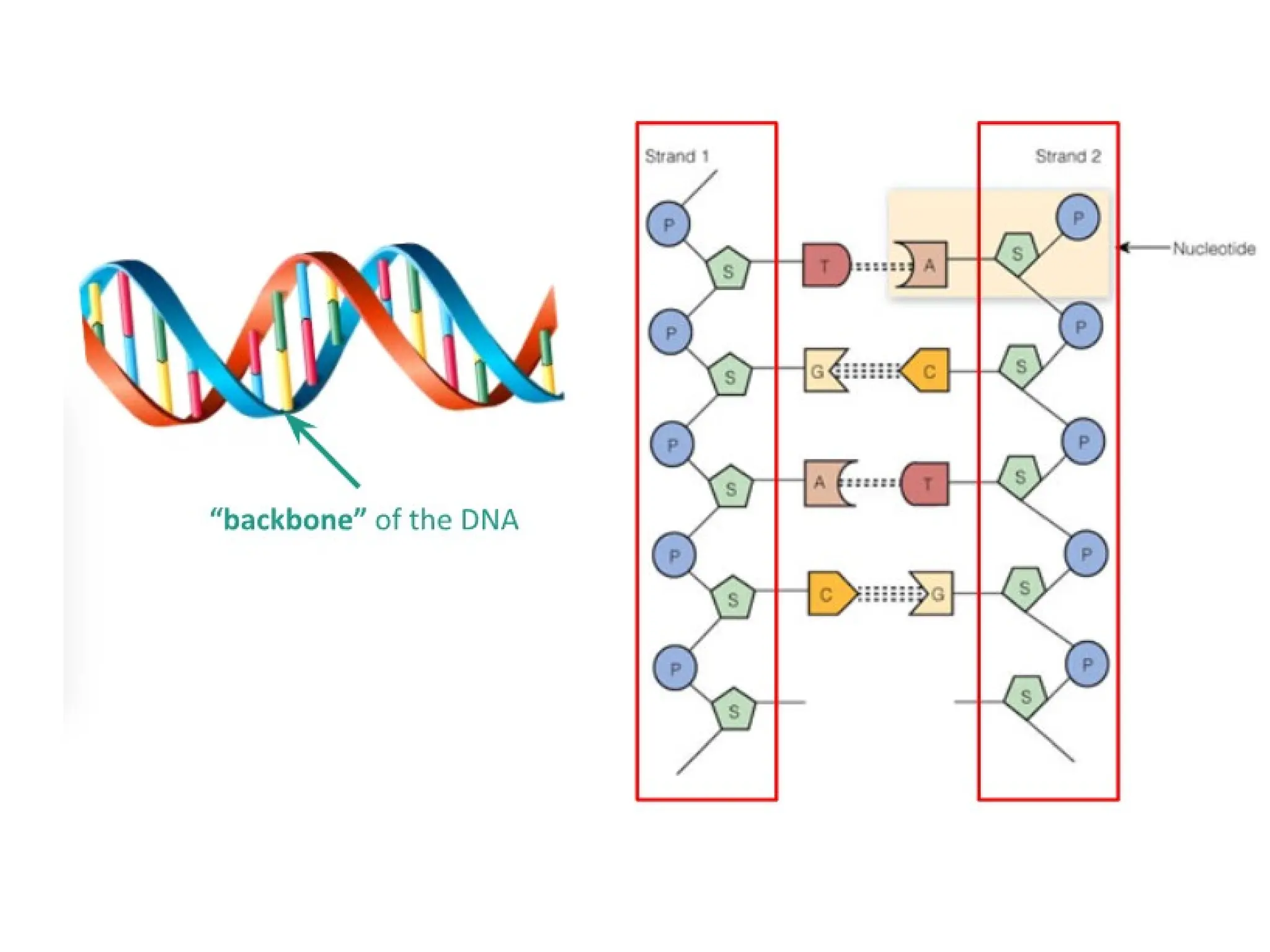 Materi Genetika Sel : DNA dan jenis jenis RNANA .ppt
