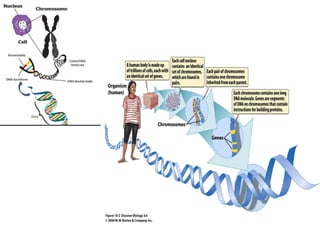 Materi Genetika Sel : DNA dan jenis jenis RNANA .ppt