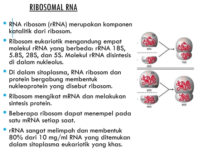 Materi Genetika Sel : DNA dan jenis jenis RNANA .ppt