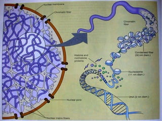 Materi Genetika Sel : DNA dan jenis jenis RNANA .ppt
