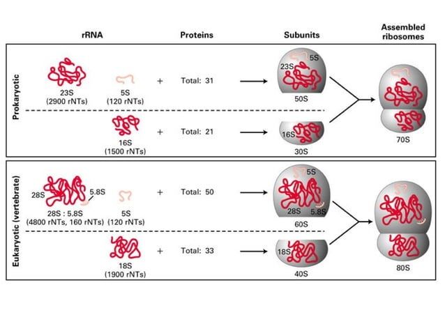 Materi Genetika Sel : DNA dan jenis jenis RNANA .ppt