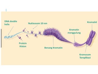 Materi Genetika Sel : DNA dan jenis jenis RNANA .ppt