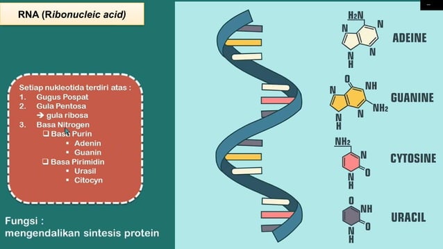 MATERI GENETIK (DNA DAN RNA) IPA KELAS IX SMP | PPTX