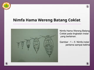 MATERI HAMA WERENG 24 FEBRUARI 2020.pptx