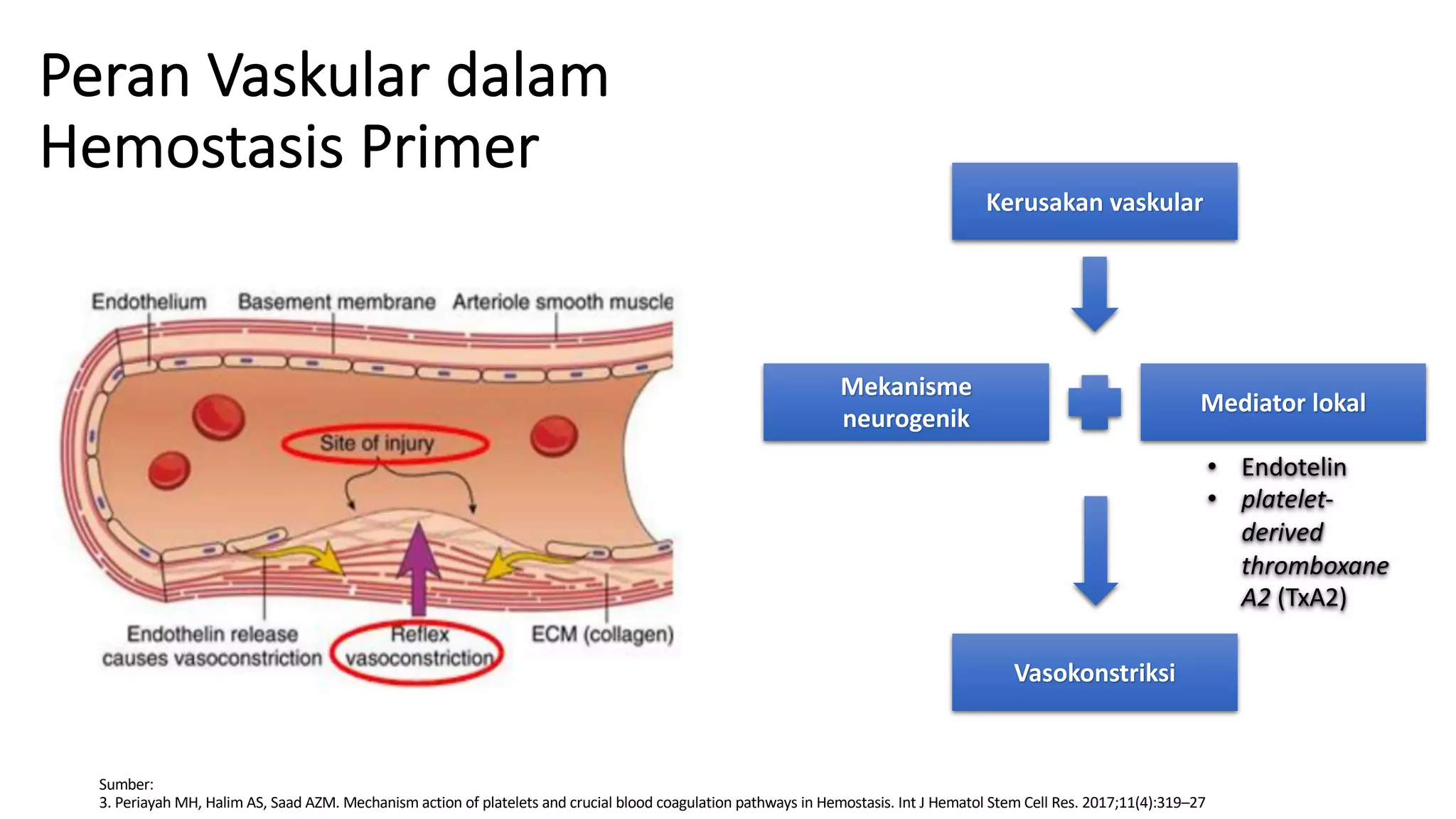 Materi Hemostasis.pdf