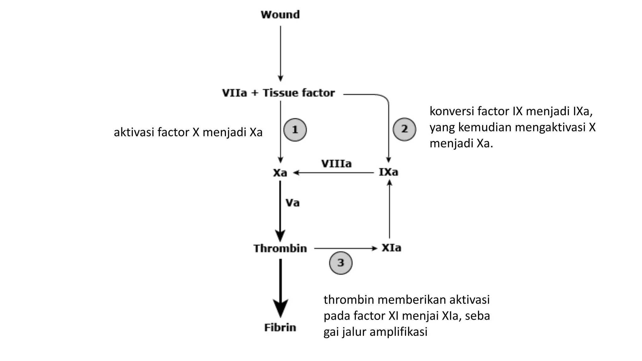 Materi Hemostasis.pdf