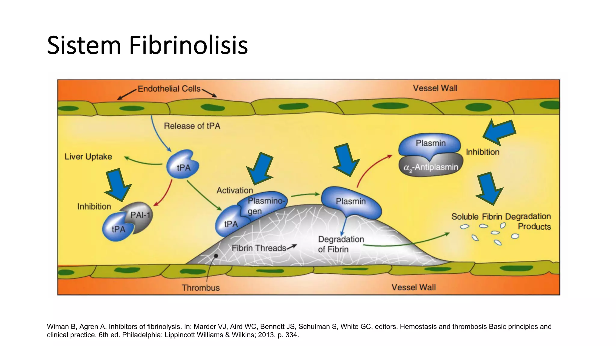 Materi Hemostasis.pdf