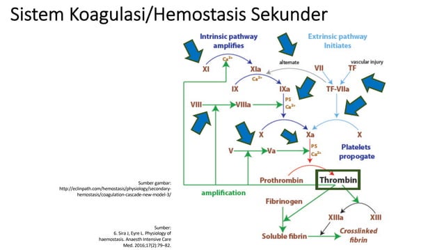 Materi Hemostasis.pdf