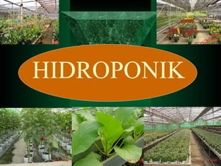 slide pengabdian masyarakat terkait dengan Materi Hidroponik.ppt | Free Download