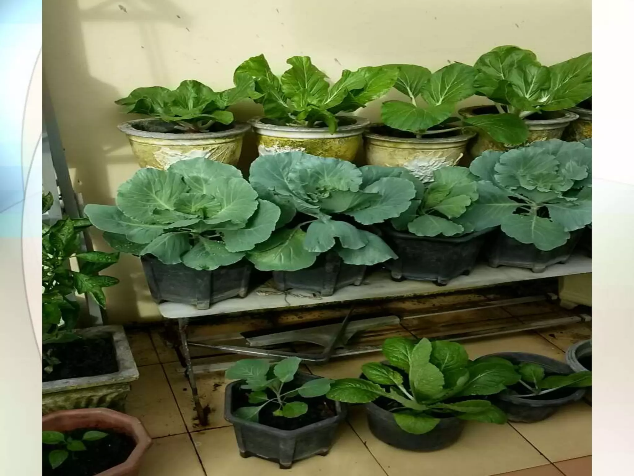 Materi inovasi pemanfaatan pekarangan | PPT