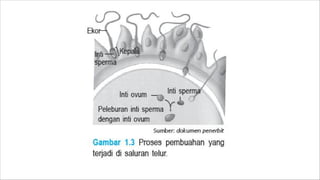 materi IPA Kelas 9 BAB 1 Sistem reproduksi manusia.pdf