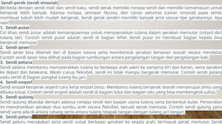 MATERI IPAS SENDI DAN RANGKA KELAS 6.pptx