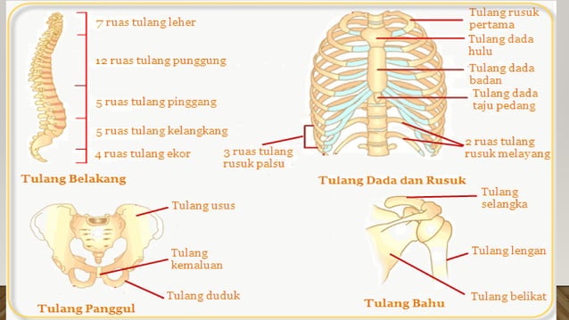 MATERI IPAS SENDI DAN RANGKA KELAS 6.pptx