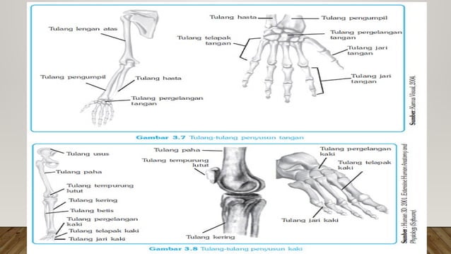 MATERI IPAS SENDI DAN RANGKA KELAS 6.pptx
