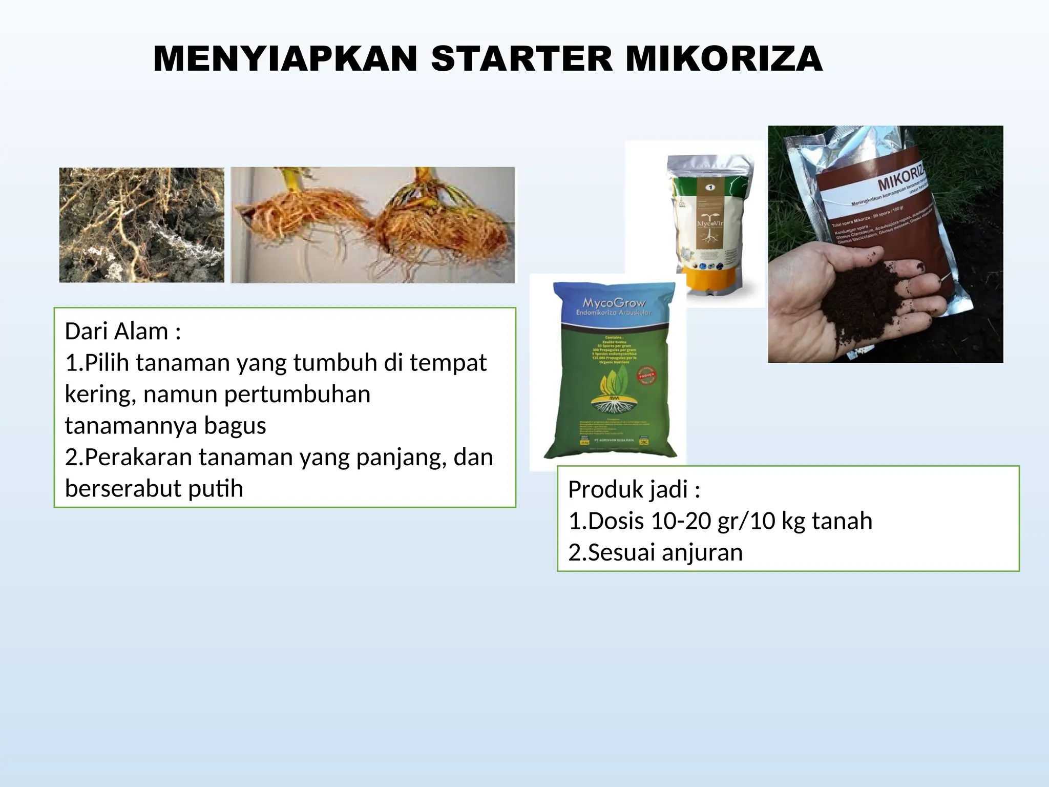 pembuatan pupuk mikoriza dan peluang usaha | PPT