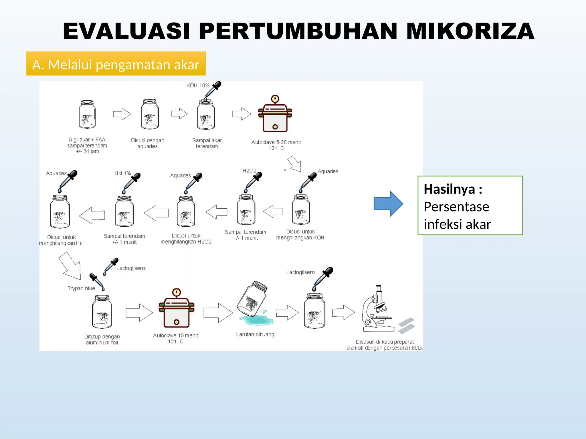 pembuatan pupuk mikoriza dan peluang usaha | PPT