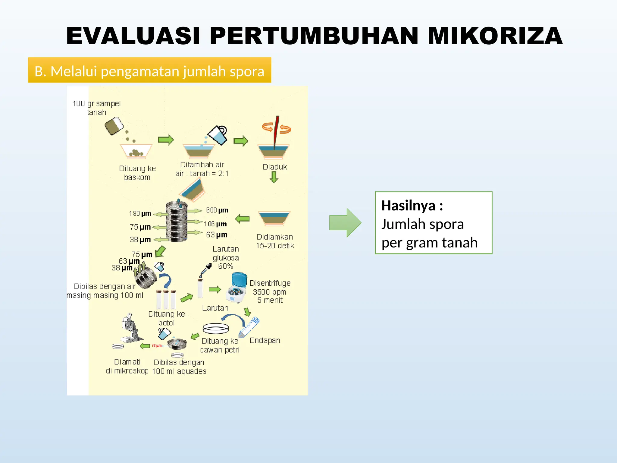pembuatan pupuk mikoriza dan peluang usaha | PPT