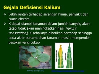 Materi Kalium Pada Tanah dan Tanaman.pdf