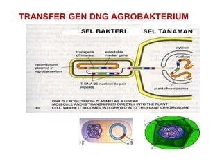 Materi Kuliah Bioteknologi dan Rekayasa Genetika.ppt