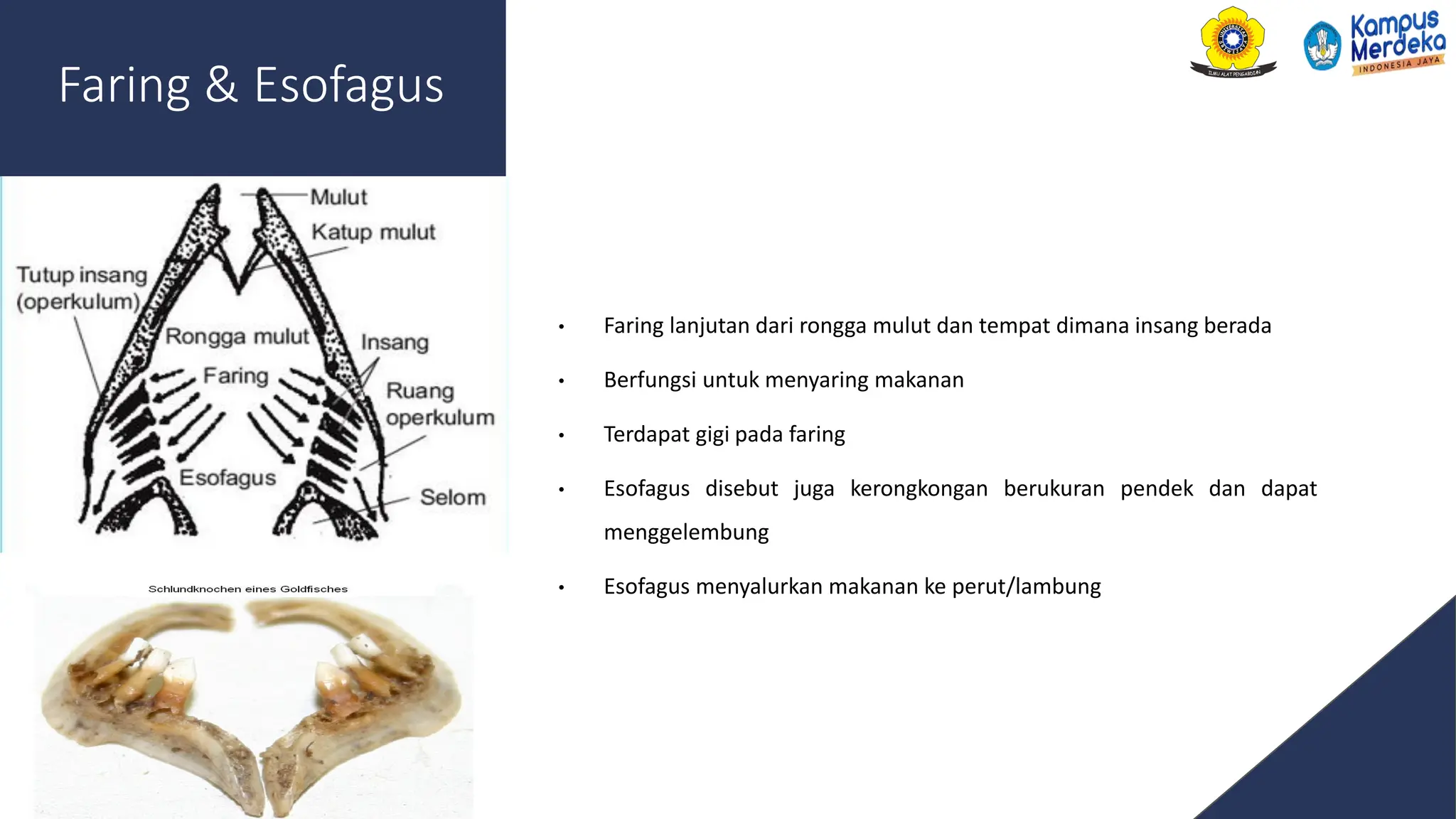 Materi kuliah_Sistem Pencernaan pada Ikan.pdf